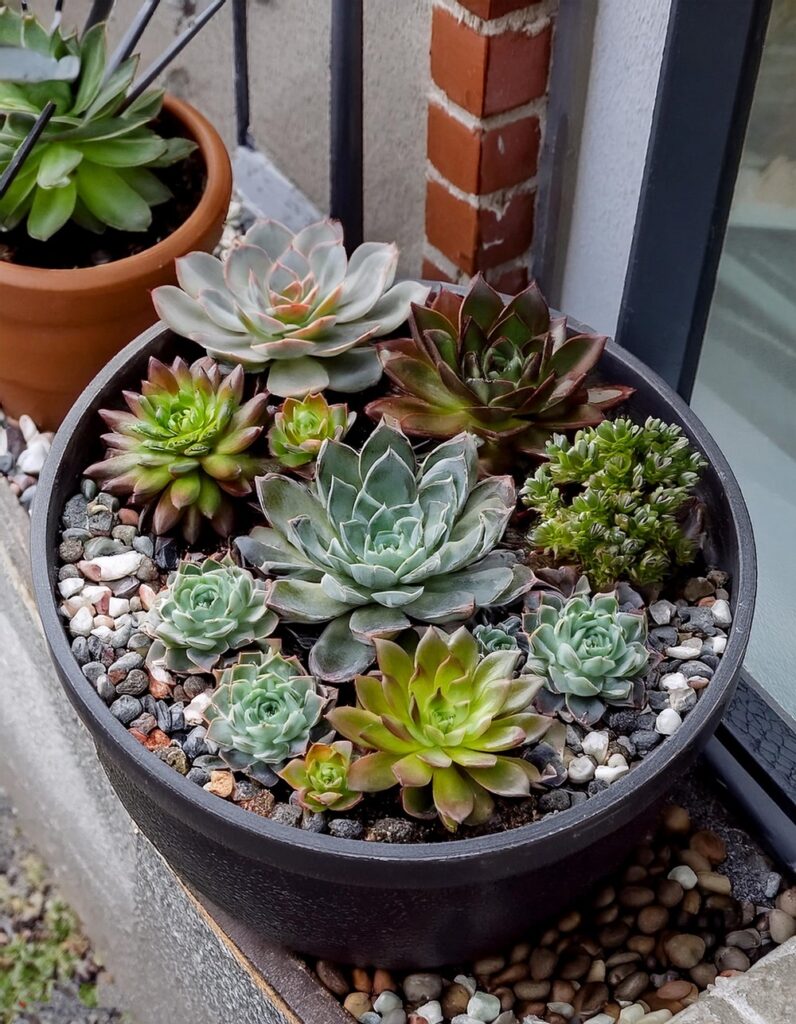 10 Unique Succulent Landscape Design Ideas - All Crafts