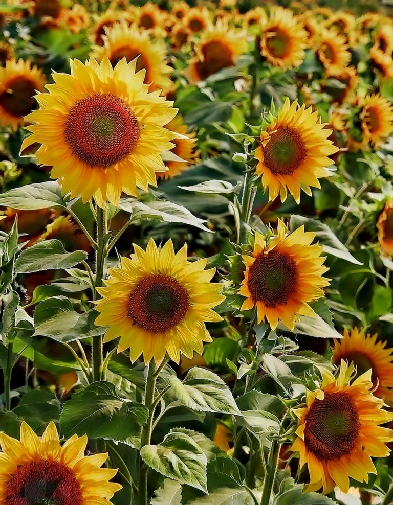 10 Super Pretty Full Sun Flower Bed Ideas - All Crafts