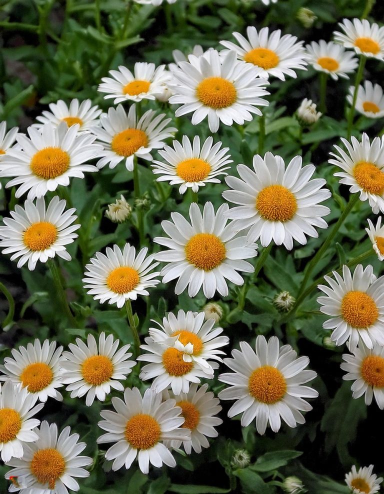 10 Super Pretty Full Sun Flower Bed Ideas - All Crafts